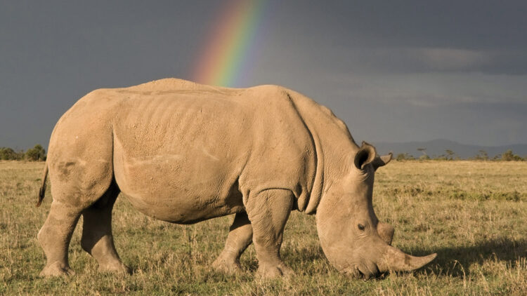 8 Rhino Facts for Kids | David Shepherd Wildlife Foundation