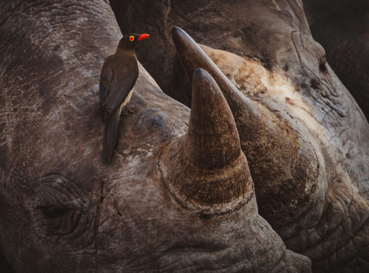 8 Rhino Facts for Kids | David Shepherd Wildlife Foundation