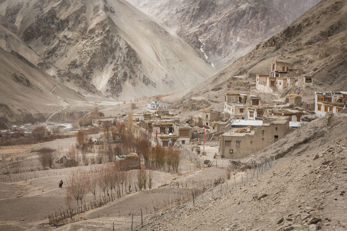 8 Snow Leopard Facts for Kids | David Shepherd Wildlife Foundation