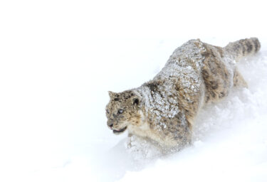 8 Snow Leopard Facts for Kids | David Shepherd Wildlife Foundation