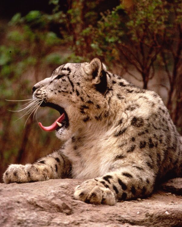 8 Snow Leopard Facts for Kids | David Shepherd Wildlife Foundation
