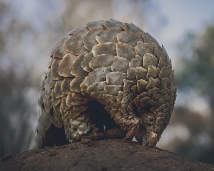 Pangolin Conservation Milestones and a Familiar Face | David Shepherd ...