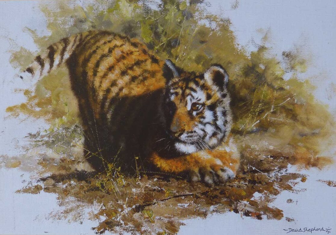 Tiger Art: Drawings, Prints & Sketches | David Shepherd Wildlife Foundation