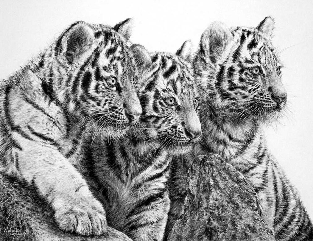 Tiger Art: Drawings, Prints & Sketches | David Shepherd Wildlife Foundation