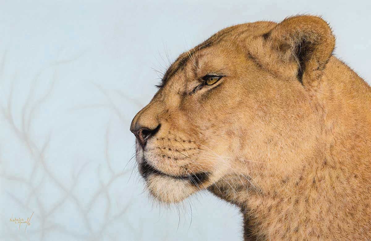 Big Cats Art: Lion, Tiger & Leopard Drawings | David Shepherd Wildlife ...