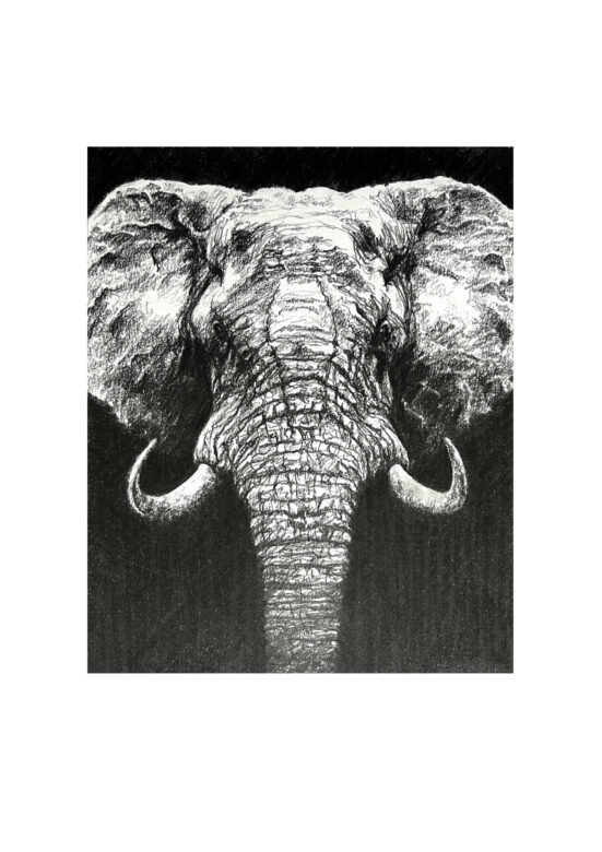 Elephant Art: Drawings, Paintings & More | David Shepherd Wildlife ...