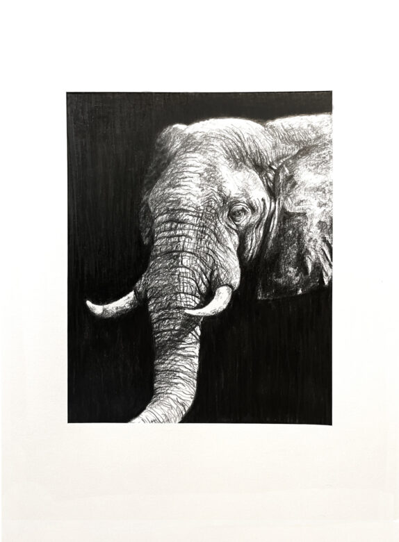 Elephant Art: Drawings, Paintings & More | David Shepherd Wildlife ...