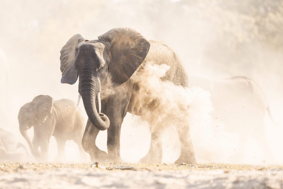 Elephant Art: Drawings, Paintings & More | David Shepherd Wildlife ...