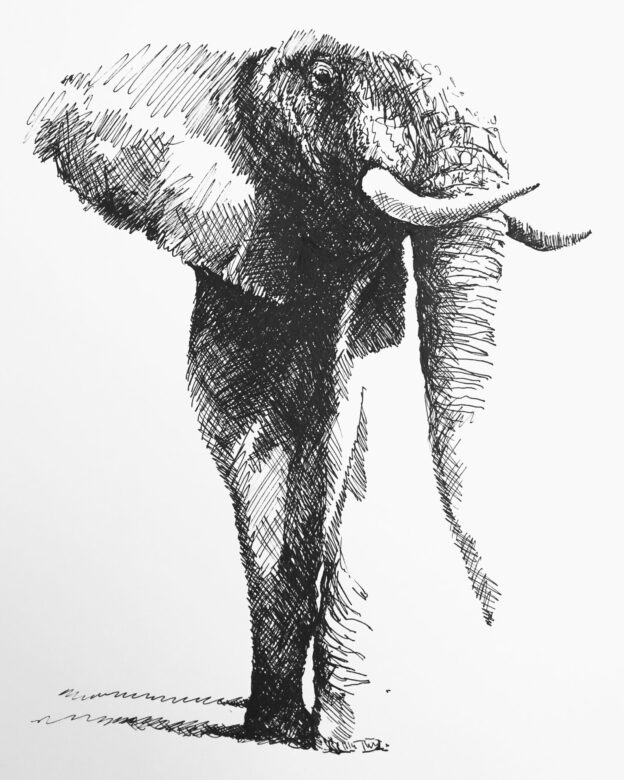 Elephant Art: Drawings, Paintings & More | David Shepherd Wildlife ...